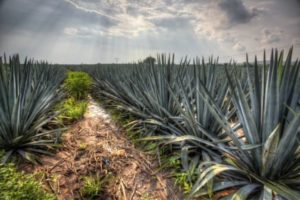 Flora y fauna de Tabasco - México mi país